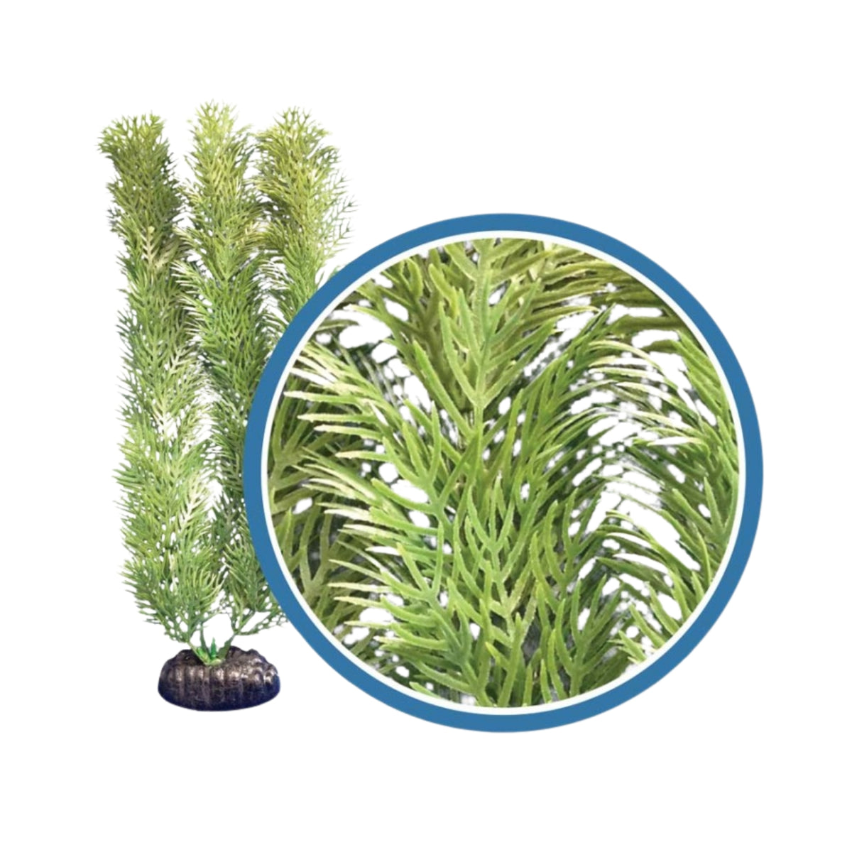 Weco Products Freshwater Pro Series Cabomba Aquarium Plant Green, 1ea/6 ...